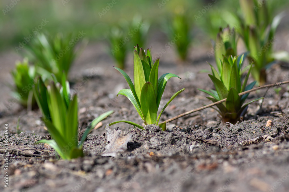 Lilium orientalis flowers starting to grow, first leaves on the ground ...