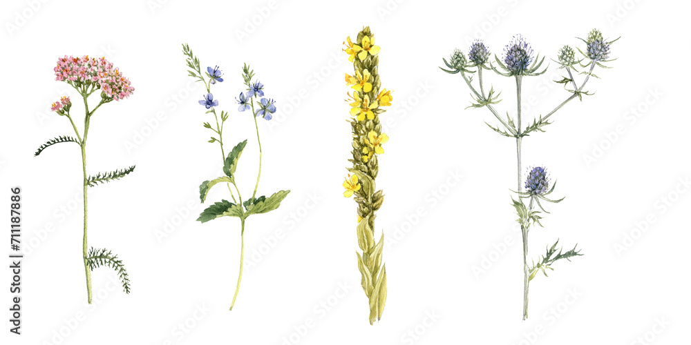 watercolor drawing plant of yarrow, eringo,speedwell and mullein with ...
