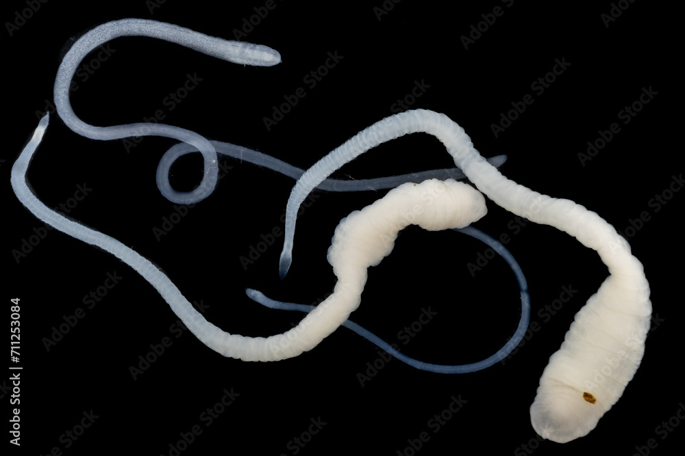 Foto de Stock Tapeworms (Cestoda: Caryophyllidea), Parasites of Fish in ...