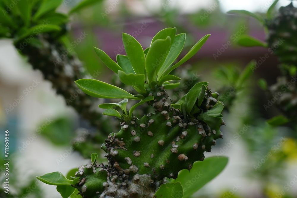 Euphorbia neriifolia var. cristata is a striking, crested form of ...