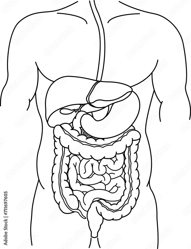 Human Digestive System for Coloring. Anatomy of the Intestine, Stomach ...