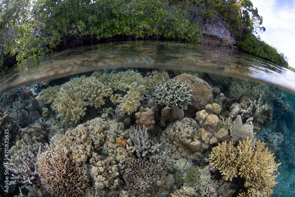Photo Stock A variety of reef-building corals thrive on a shallow coral ...