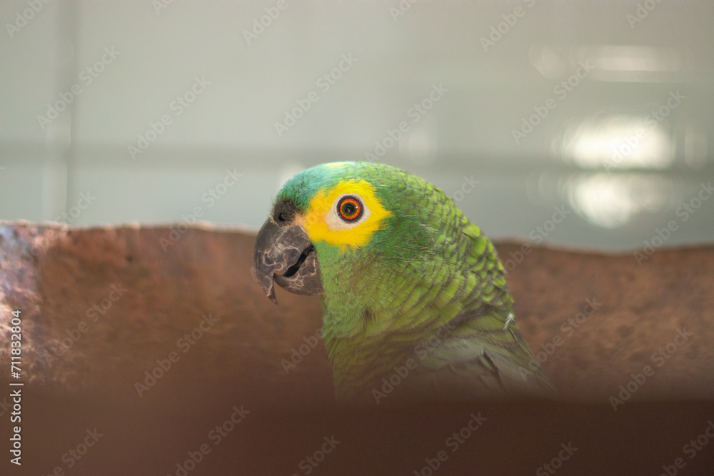 Amazona aestiva. Amazona aestiva, commonly known as papagaio-verdadeiro ...