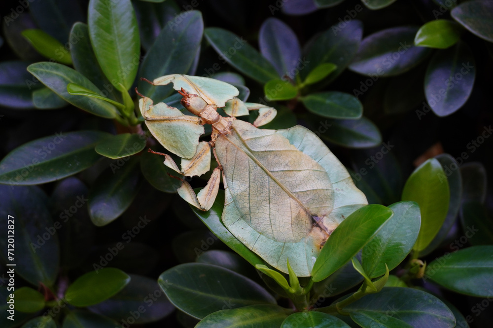 Leaf insect (Phyllium bioculatum) Green leaf insect or Walking leaves ...