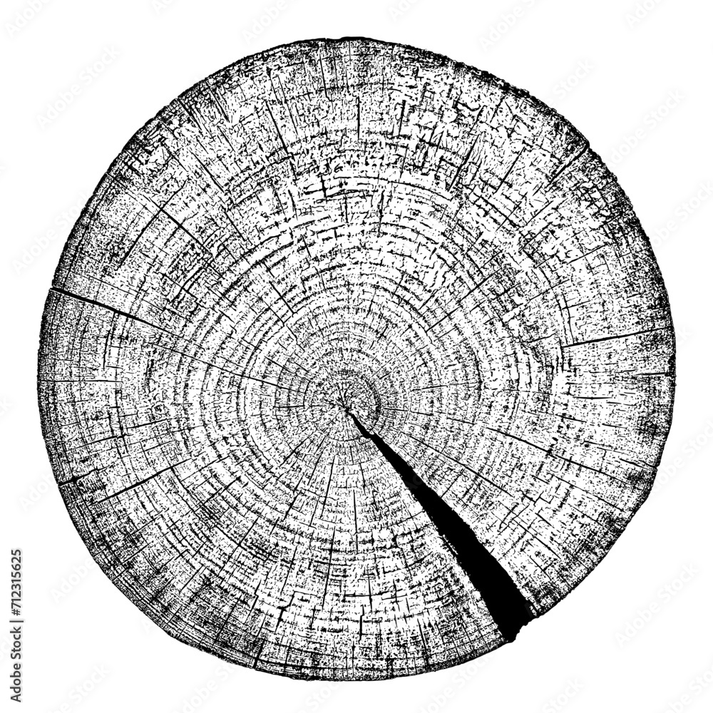 Wood texture cross section of tree rings. Cut slice of wooden stump ...