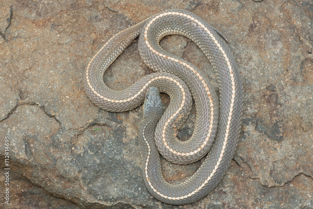 Aerial photograph of a wild Cape file snake (Limaformosa capensis ...