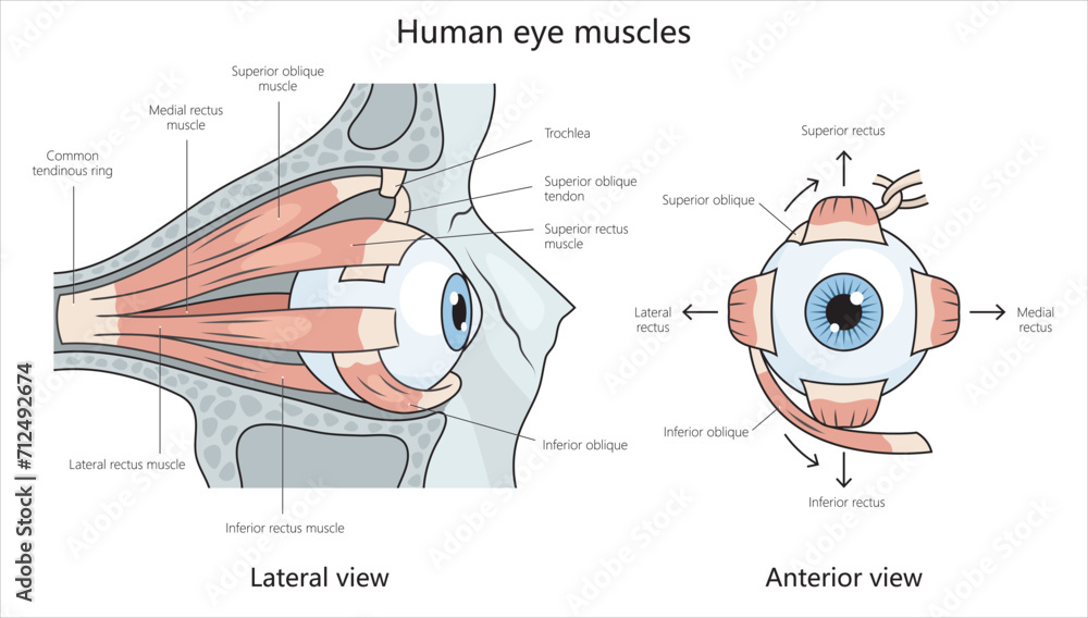 Human eye muscles structure diagram hand drawn schematic vector ...