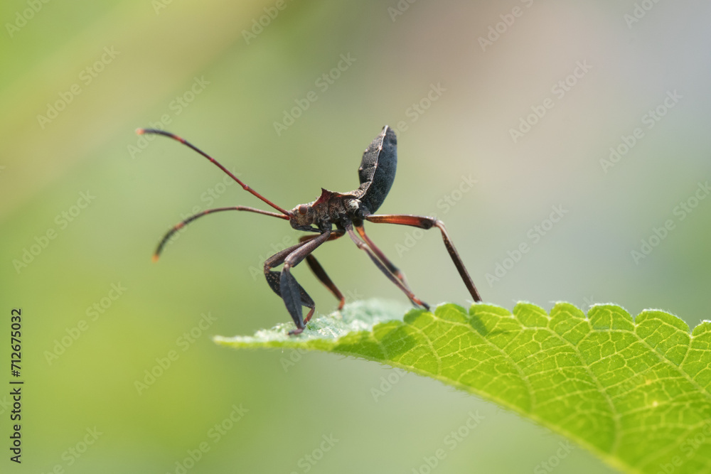 Leptocorisa oratoria, the rice ear bug, is an insect from the family ...