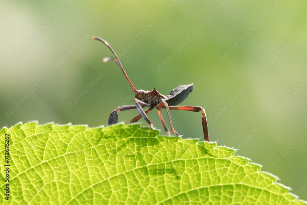 Leptocorisa oratoria, the rice ear bug, is an insect from the family ...