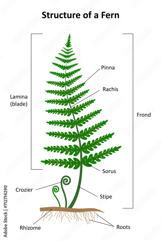 Structure of a fern. Diagram. Stock Illustration | Adobe Stock