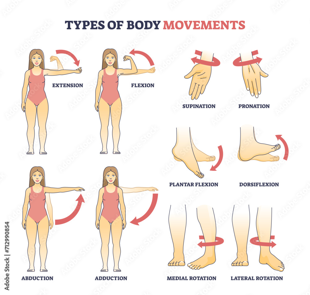 Types of body movements with muscular motion pose examples outline diagram, transparent ...