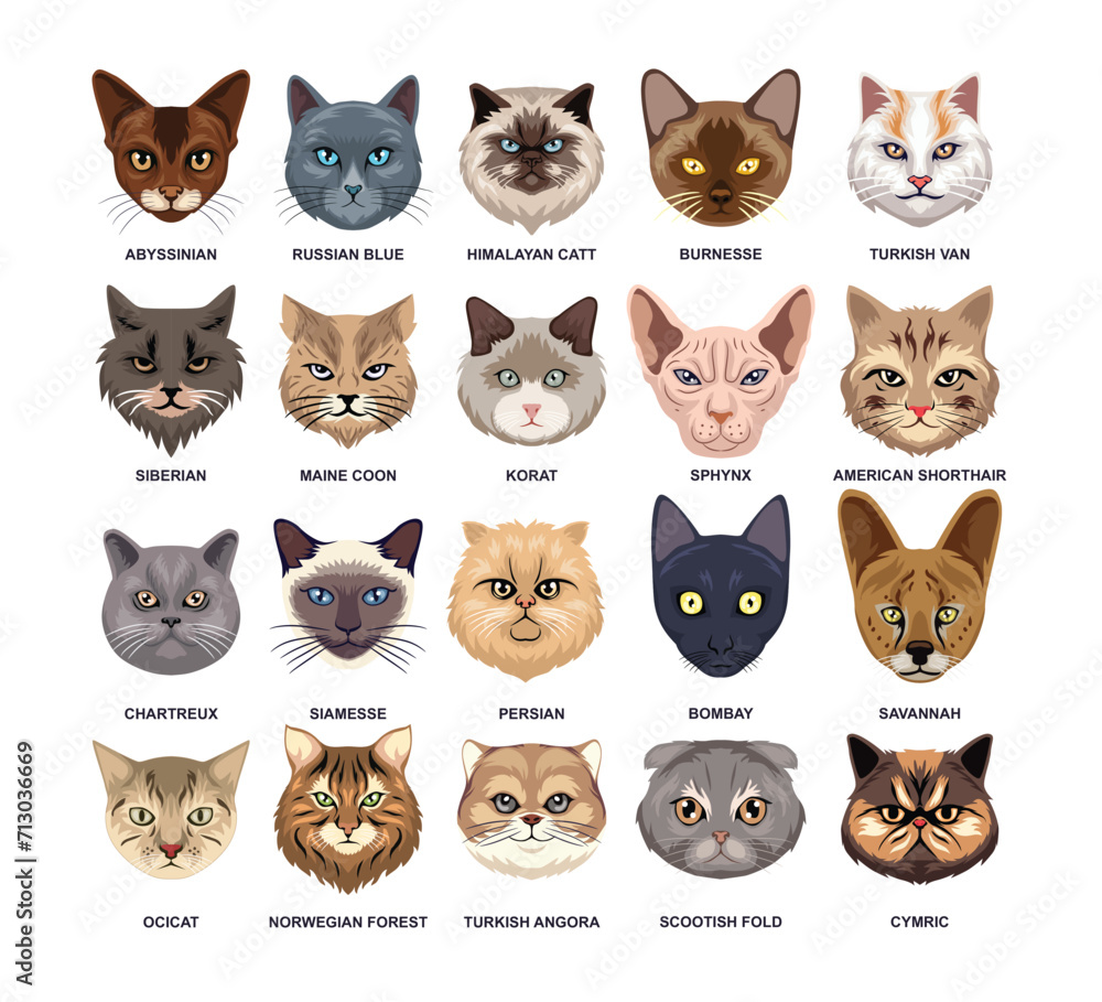 Different types of cat head set collection, Domestic cat breeds and ...