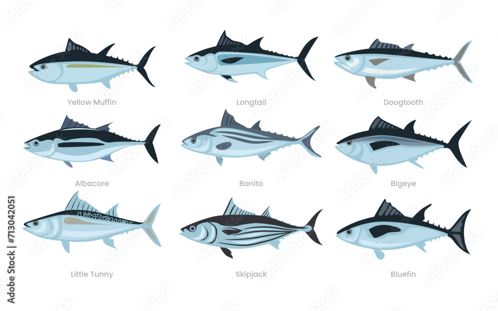 Different types of tuna fish set collection, various domestic tuna ...