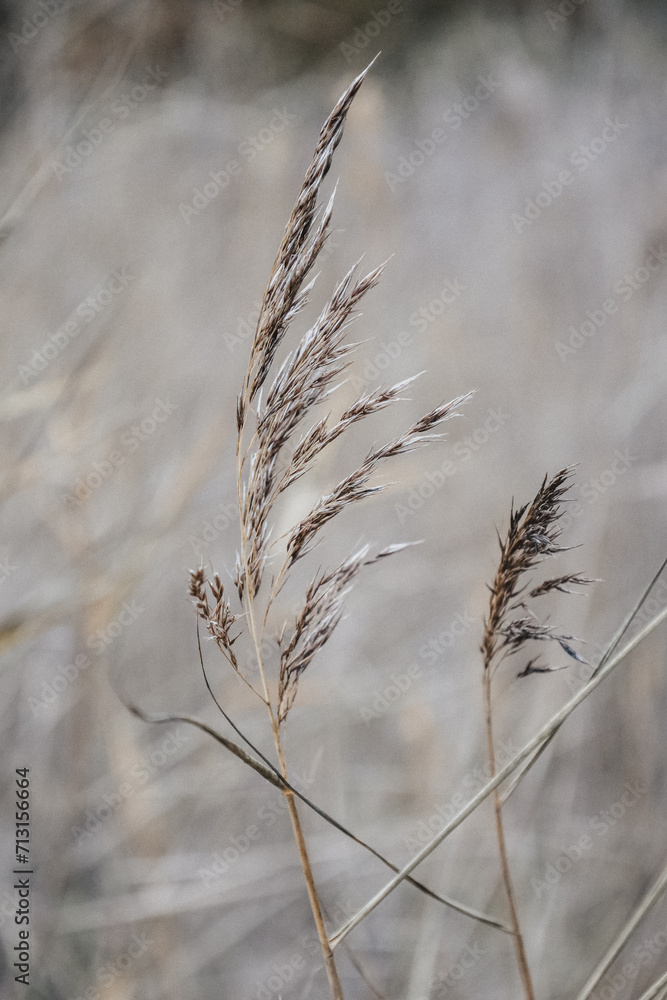 Zdjęcie makro beżowej trawy. Roślinność przy jeziorze. Macro photo of ...