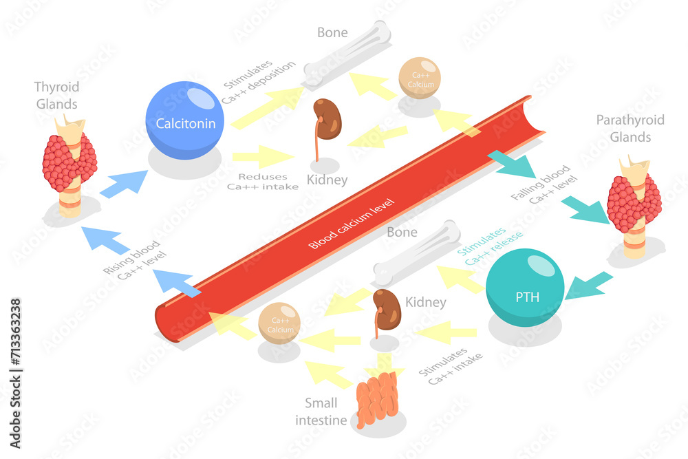 3D Isometric Flat Conceptual Illustration of Calcium Metabolism ...