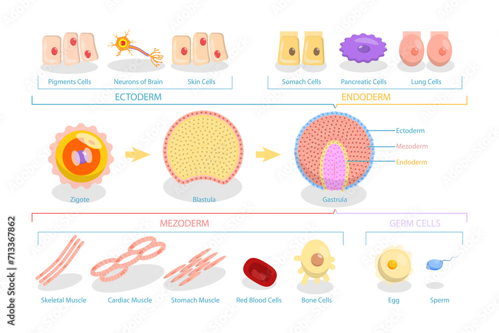 3D Isometric Flat Conceptual Illustration of Endoderm, Mesoderm And ...