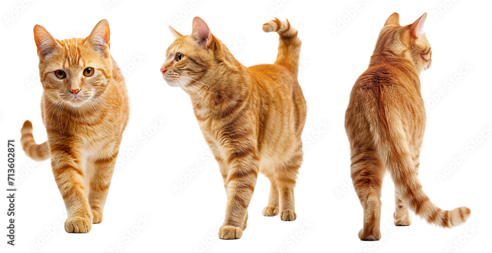 Cute orange cat collage with front, side and back view over isolated ...