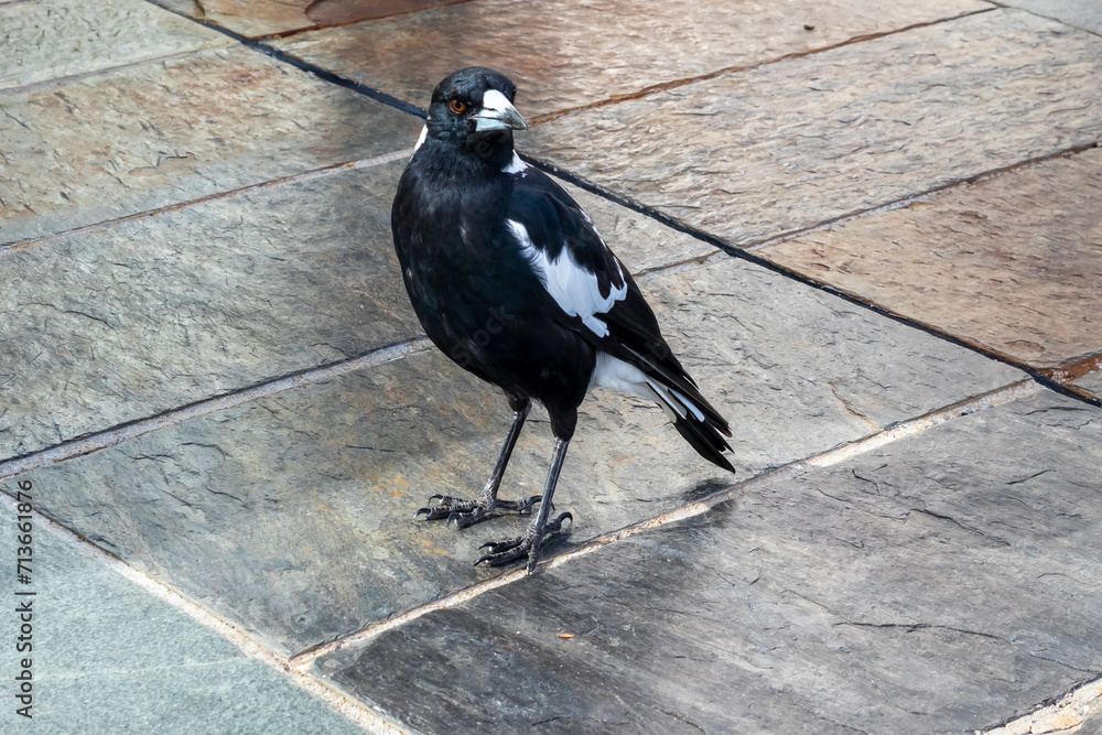 Photograph of an Australian Magpie standing on black ceramic floor ...