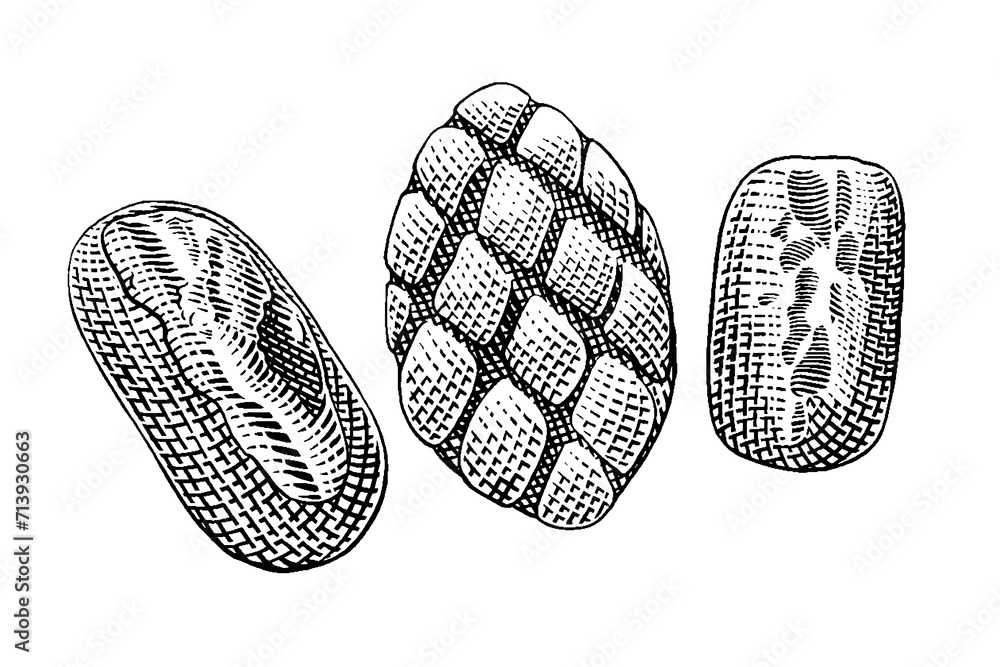 hand drawn vector sketch illustration of fresh bread, bakery, bread ...