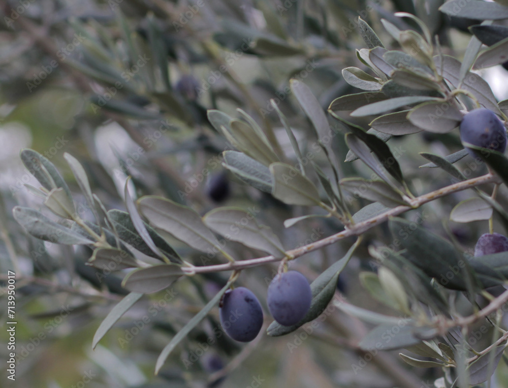 Macro shot of olive trees in garden of village house where organic ...