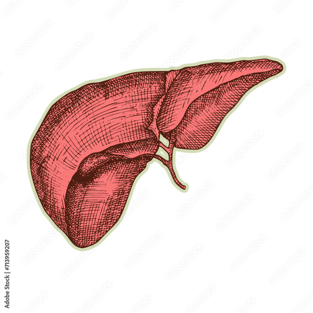 Sticker of human liver. Vintage anatomy engraving sketch organ isolated ...