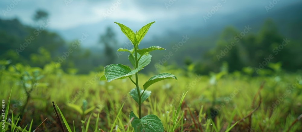 Observing an elevated Aerva lanata plant in a grassy region; a useful ...