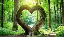 Hearts On A Tree Trunk Free Stock Photo - Public Domain Pictures