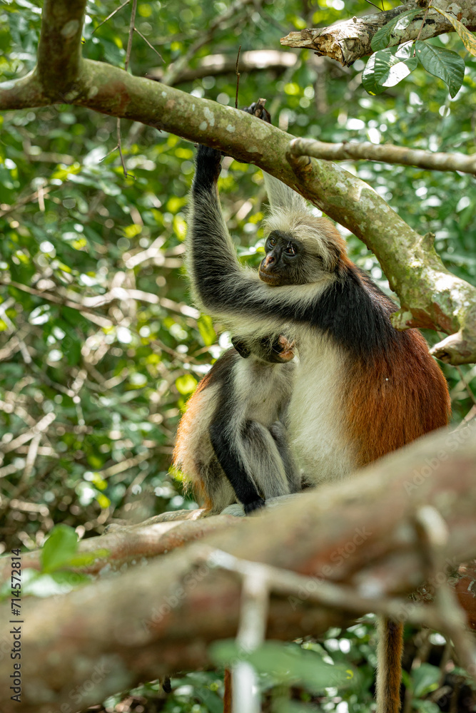 Endemic Red Colobus monkey (Piliocolobus), Jozani Forest, Jozani Chwaka ...
