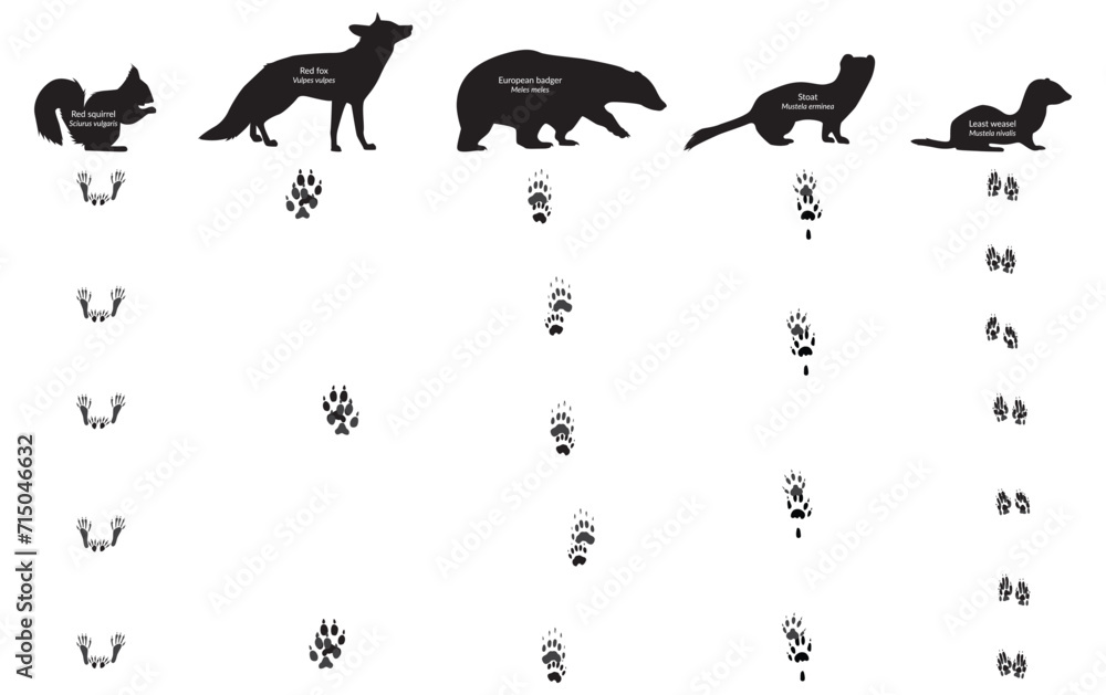 Animal Footprint and their walk. Red fox, red squirrel, european badger ...