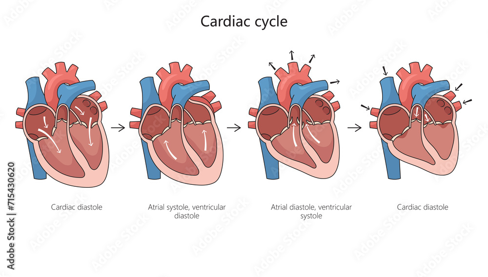 Cardiac cycle diagram hand drawn schematic raster illustration. Medical ...