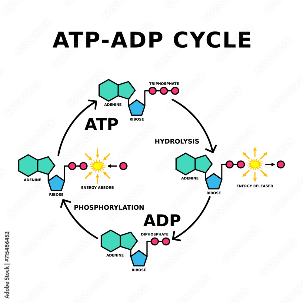 Stock-Vektorgrafik „ATP ADP cycle. Phosphorylation. Adenosine ...