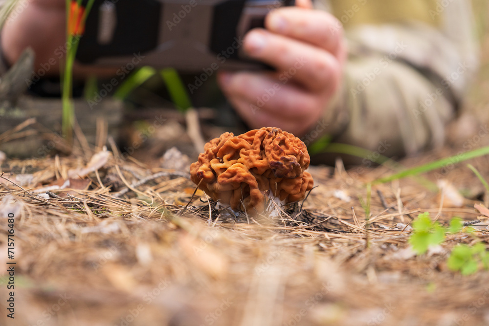 Gyromitra gigas, commonly known as the giants false morel, snow morel ...