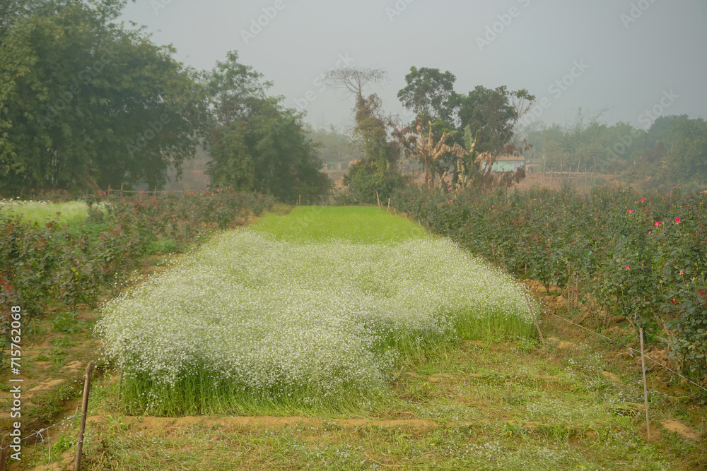Gypsy flower, Gypsophila paniculata, the baby's breath, common ...
