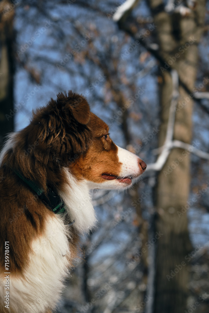Dog in a snowy forest. Pet in the winter nature. Brown Australian ...