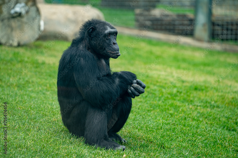 Chimpanzee in the zoo cage. The chimpanzee also known as simply the ...