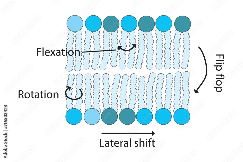 Diagram showing phospholipid mobilty across membrane - Transverse ...