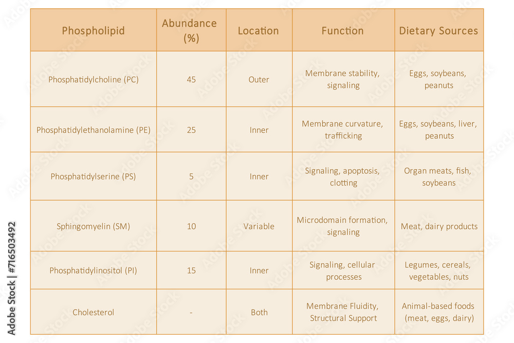 Table showing Phospholipids types, membrane abundance, location, function and dietary sources ...