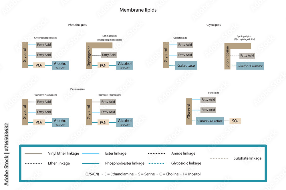 Diagram showing classification of lipids - storage lipids, membrane ...