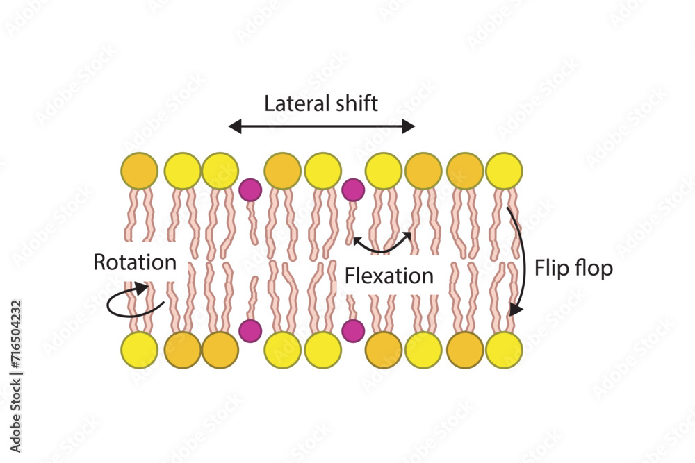Diagram showing phospholipid mobilty across membrane - Transverse ...