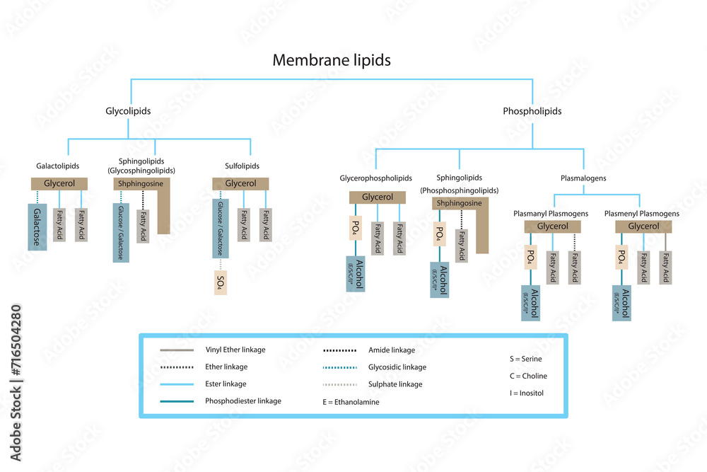 Diagram showing classification of lipids - storage lipids, membrane ...