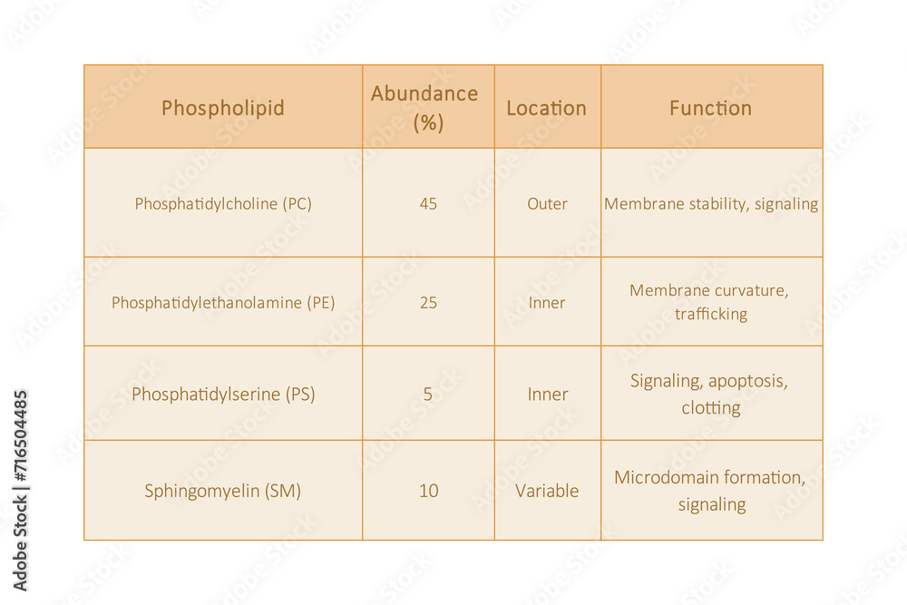Table showing Phospholipids types, membrane abundance and location and function - including PC ...