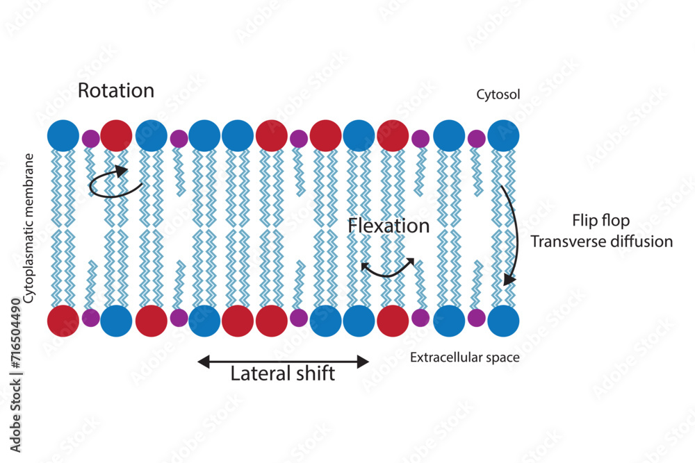Diagram showing phospholipid mobilty across membrane - Transverse ...