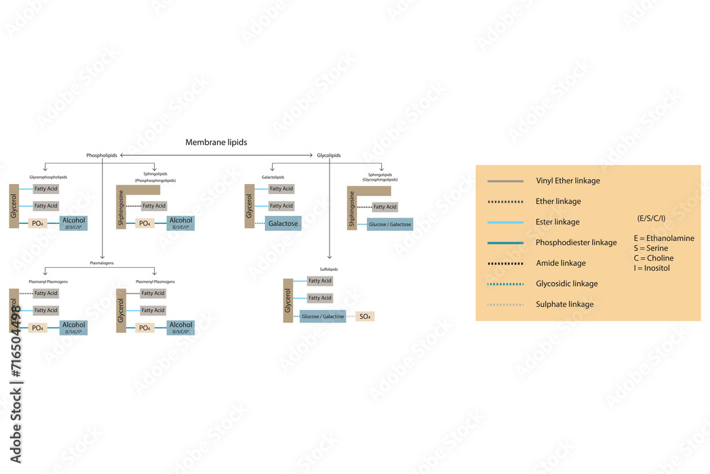 Diagram showing classification of lipids - storage lipids, membrane ...