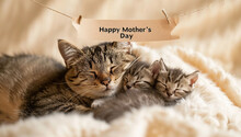 Mother's Day Cats Free Stock Photo - Public Domain Pictures