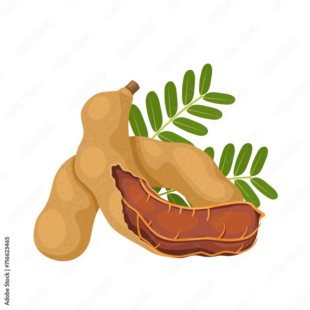Vector illustration of tamarind or tamarindus indica, with green leaves ...