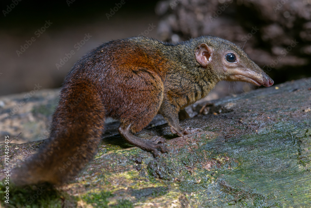 Nature wildlife image of Common treeshrew Long and slender animals with ...