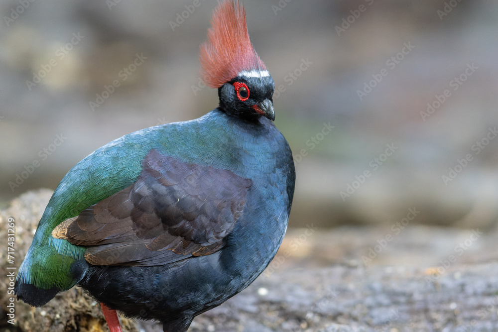 Crested Partridge (Rollulus rouloul) showcasing its exquisite and ...