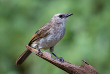 White Vented Bulbul Free Stock Photo - Public Domain Pictures