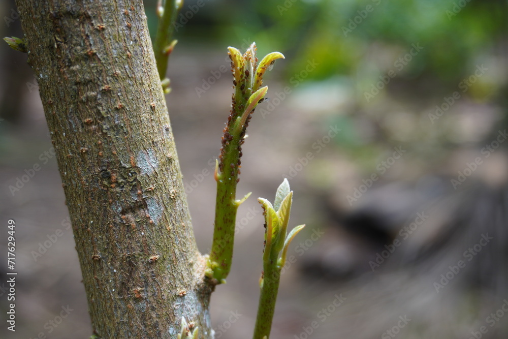 Aphids (Aphidoidea) nest in avocado (Persea americana) tree buds ...