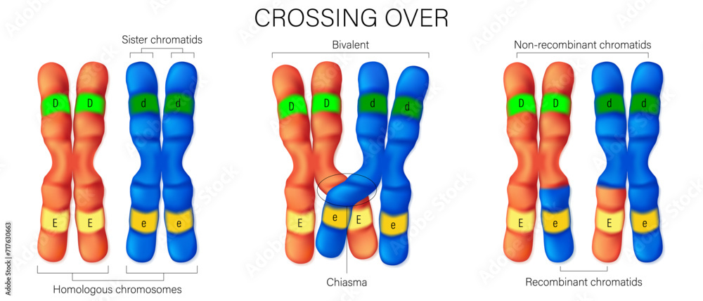 Crossing over of chromosome. Crossing over between the non-sister ...